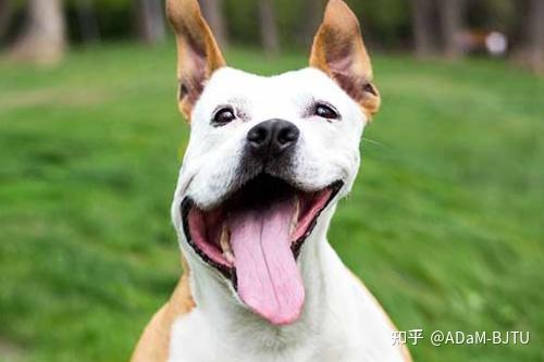 Albumentation文档 - 知乎