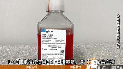 LX-2细胞培养，人肝星形细胞培养攻略 - 知乎