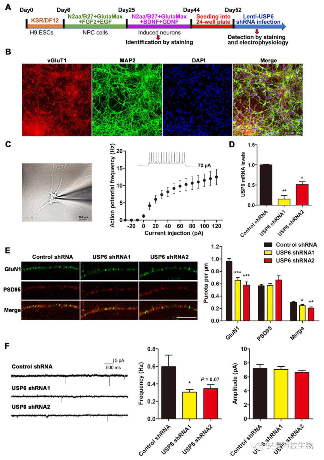 去泛素化酶USP6通过调节NMDA受体的稳定性影响记忆和突触可塑性 - 知乎