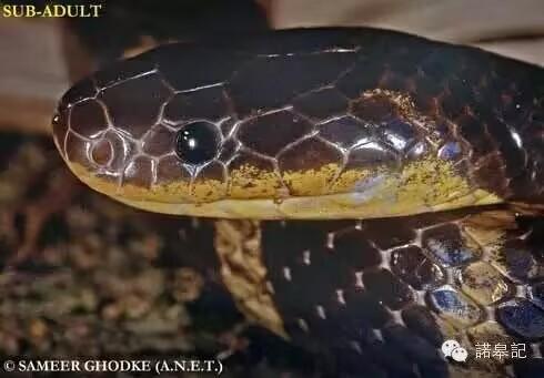 献给钟爱的Bungarus环蛇属（Krait) - 知乎