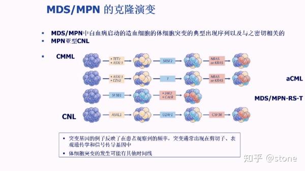 MDS/MPN（骨髓增生异常综合征/骨髓增殖性肿瘤） - 知乎