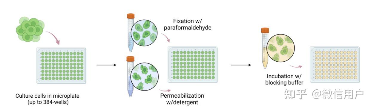 In-Cell ELISA/ Western blot 怎么做 ICE/ICB？ - 知乎