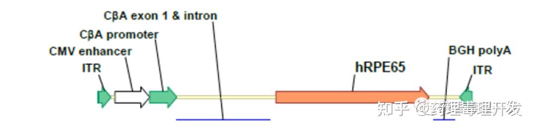 全球首款眼科基因治疗药物LUXTURNA非临床研究内容总结 - 知乎