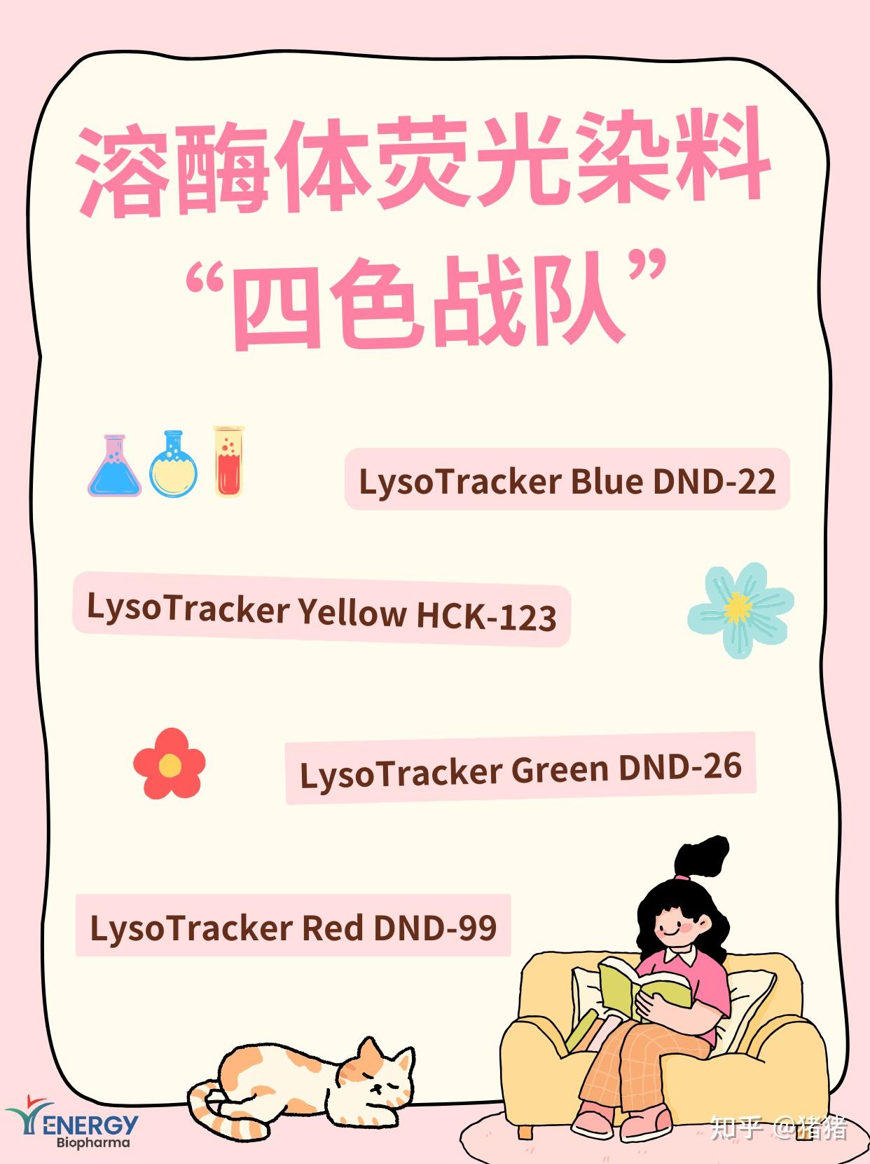 玩转溶酶体 | LysoTracker 四色 CP 教你精准点亮细胞器！ - 知乎