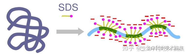 SDS-PAGE检测蛋白纯度和分子量protocol - 知乎
