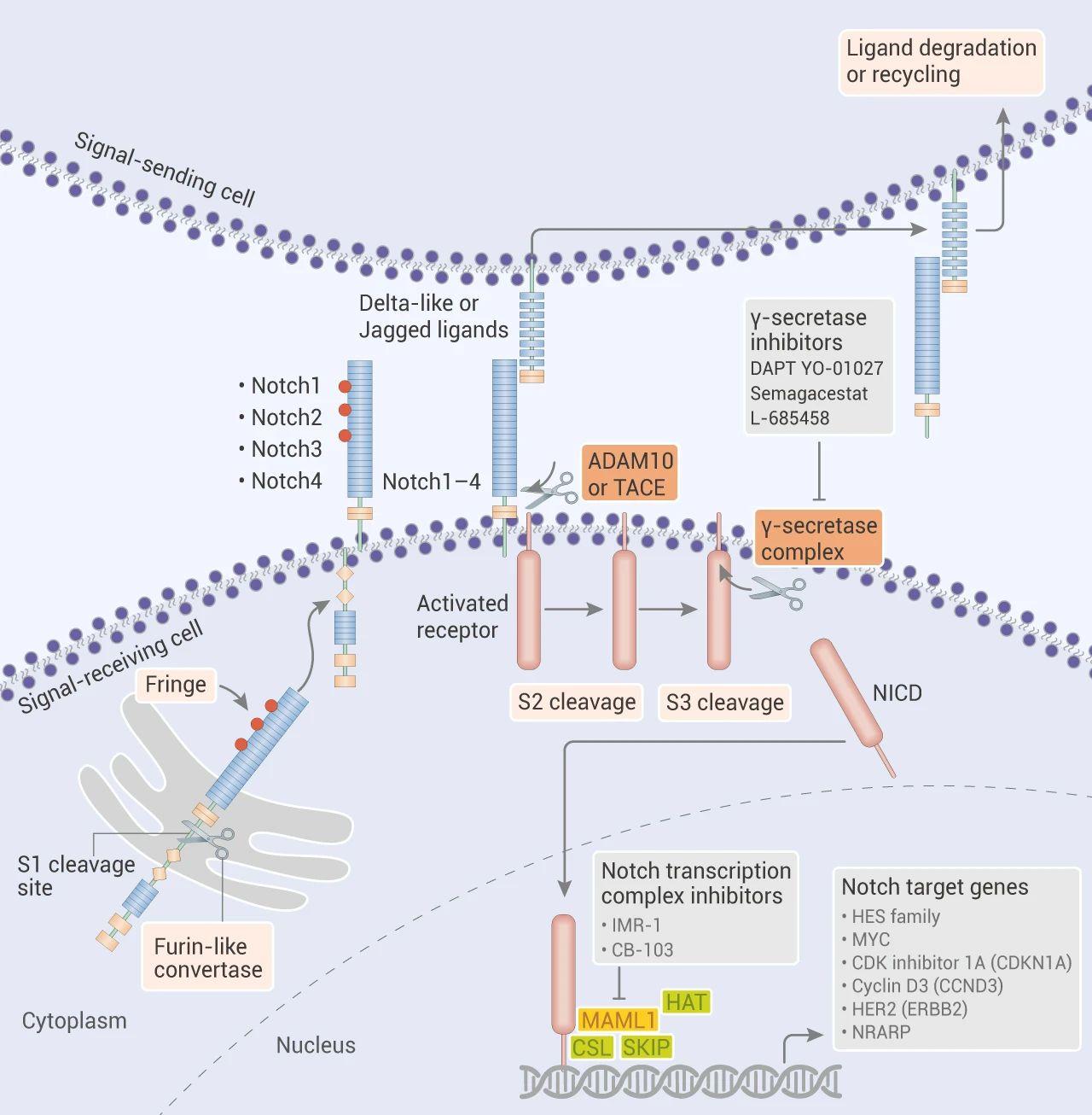 一文读懂 Notch 信号通路| MedChemExpress - 知乎
