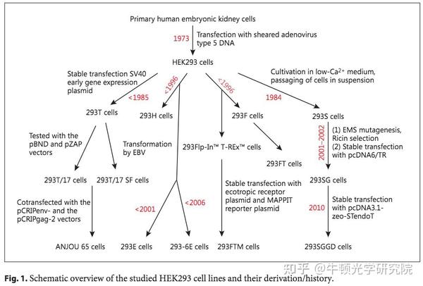 【细胞解读系列】HEK293细胞系，您了解多少呢？ - 知乎