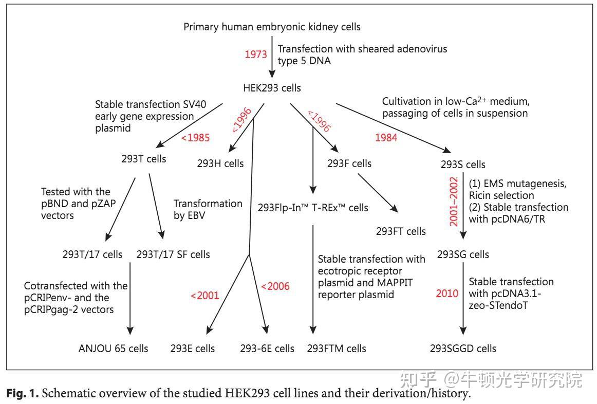 【细胞解读系列】HEK293细胞系，您了解多少呢？ - 知乎