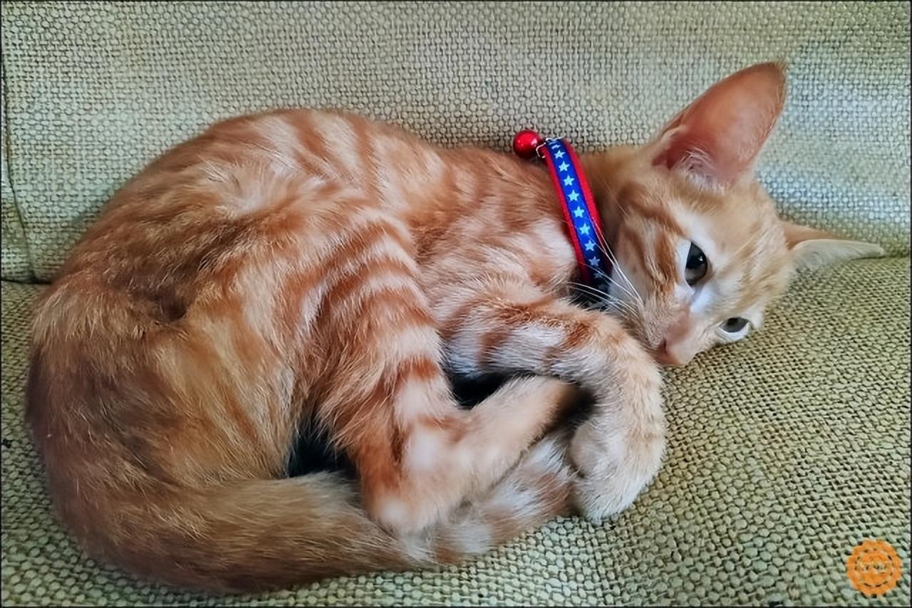 猫零食推荐：MODKO小末│超高肉含量的猫粮：鲜肉吸吸酱 - 知乎