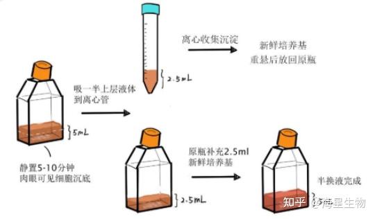THP-1细胞培养经验与要点 - 知乎
