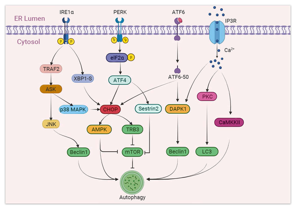 一文读懂内质网自噬 | MedChemExpress - 知乎