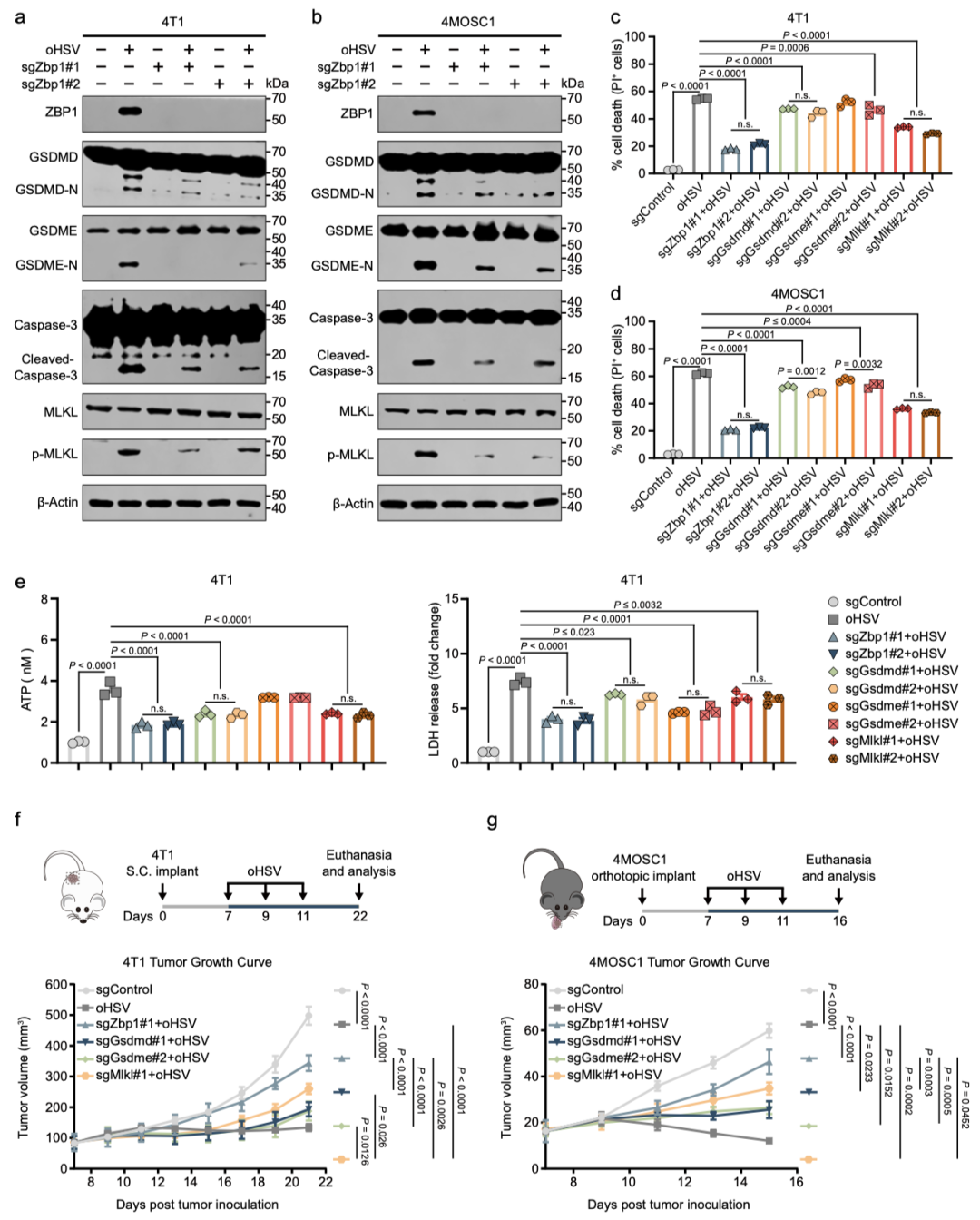 Nature Communications丨Fn-OMV通过ZBP1介导PANoptosis发挥抗肿瘤作用 - 知乎