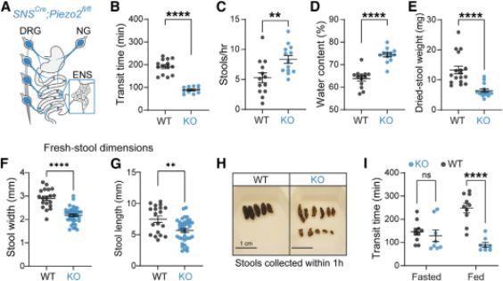 Cell：诺奖得主完善背根神经节中PIEZO2蛋白的作用，调控消化过程 - 知乎