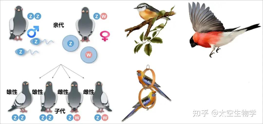 自然界中背道而驰决定性别的方式 - 知乎