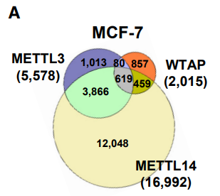 学术助力 | m6A甲基化的动态调控调节新生RNA合成 - 知乎
