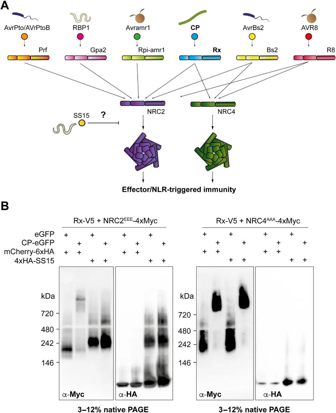 Science Advances | 研究通过辅助型NLR的生物工程化“复活”植物抗病蛋白！ - 知乎