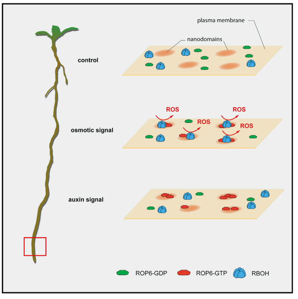 Current Biology | ROP-ROS信号通路调控植物渗透胁迫响应的新机制 - 知乎