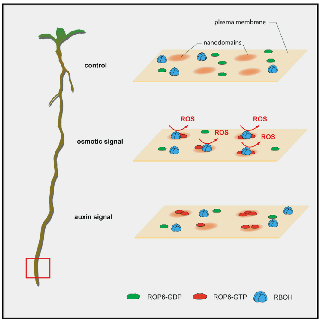 Current Biology | ROP-ROS信号通路调控植物渗透胁迫响应的新机制 - 知乎