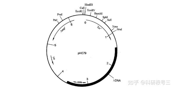 常见的载体类型汇总：质粒载体、噬菌体载体、柯斯载体、病毒载体、人工染色体载体 - 知乎