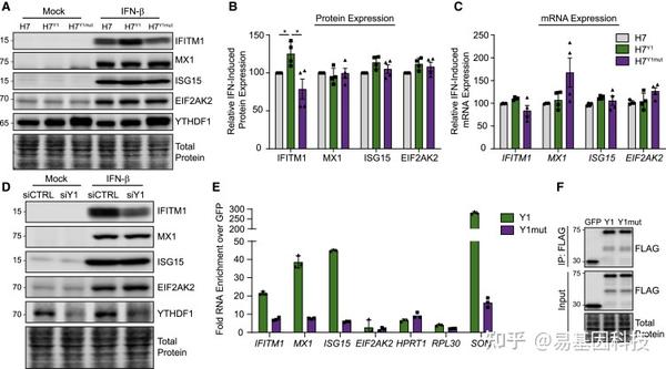 易基因：MeRIP-seq等揭示m6A甲基化修饰对抗病毒基因表达的转录调控机制｜Cell Rep - 知乎