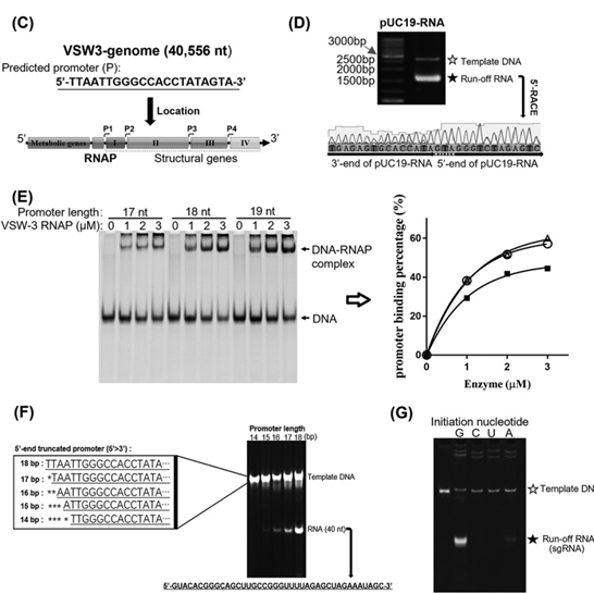 【耀文解读】mRNA IVT篇-VSW-3 RNA聚合酶在IVT中减少dsRNA副产物 - 知乎
