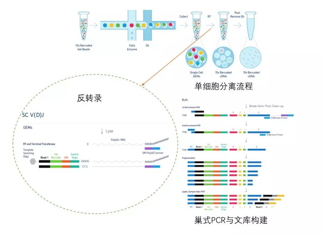 10× Genomics单细胞测序在免疫组库研究中的应用 - 知乎