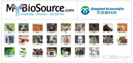 MyBioSource 多巴胺受体 D1 (DRD1)，多克隆抗体方案 - 知乎