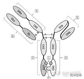 双特异抗体错配防止策略--重链设计 - 知乎