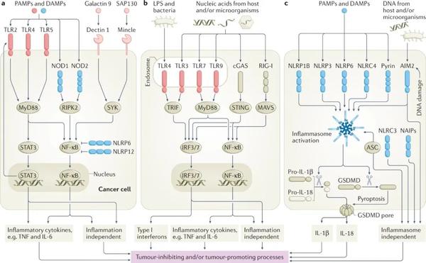 NAT REV | 模式识别受体(PRR)调节肿瘤微环境, 包括调节免疫细胞等 - 知乎