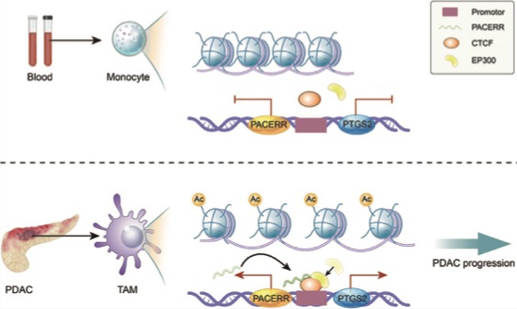 IF11.49 | 瑞金医院多组学研究发现PDAC肿瘤微环境中调控肿瘤相关巨噬细胞的表观遗传机制 - 知乎