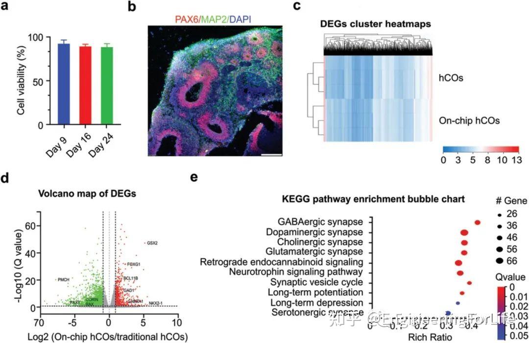 《Advanced Science》：哈佛大学Luke P.Lee类器官研究再下一城，成功监测免疫驱动大脑衰老过程 - 知乎