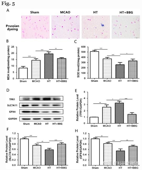 动物模型+细胞实验组合拳，轻松上5分 - 知乎