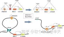 文献阅读（一）-----3D基因组的小知识 - 知乎