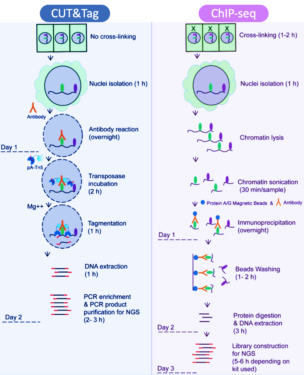 景杰生物CUT&Tag科研服务上线啦~ - 知乎