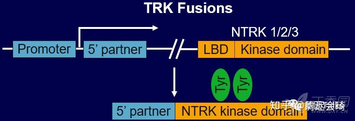 关于NTRK的一些必须了解的问题 - 知乎