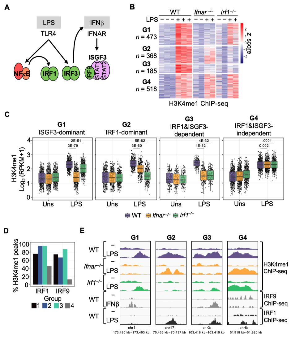 Science Signaling丨IRF1与ISGF3或GAF合作，在巨噬细胞中形成先天免疫增强因子 - 知乎