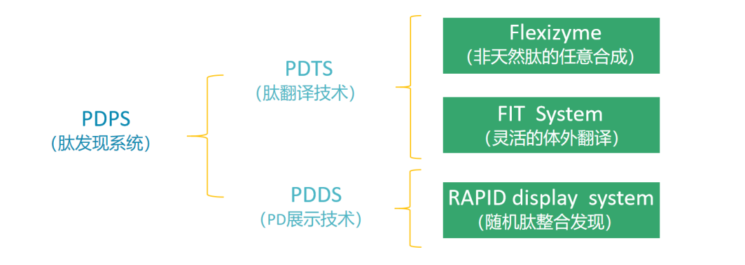 企业透视 | 环肽与核药演绎的优美华尔兹--Peptidream - 知乎