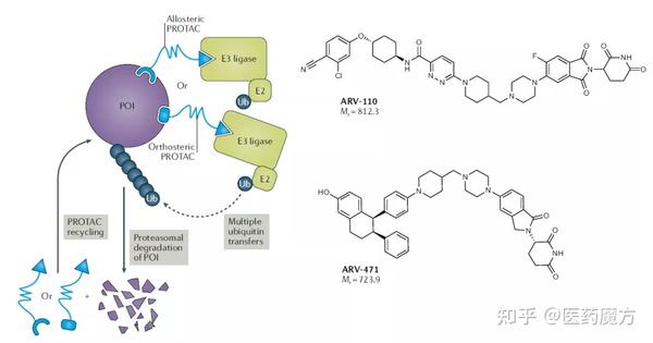 PROTAC之后，LYTAC、ATTEC成为新一轮“吸金点”…… - 知乎