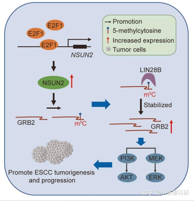 热点综述 | m5C修饰——接替m6A的后起之秀？ - 知乎