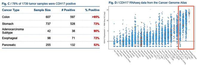 消化道肿瘤靶点新星：CDH17 - 知乎