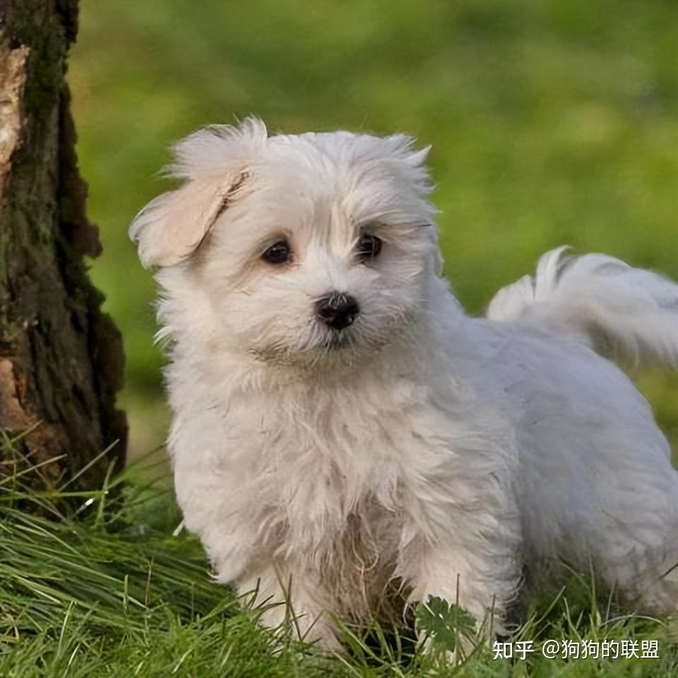 为什么饲养“哈瓦那犬”的人越来越多？聪明且漂亮，爱惨了