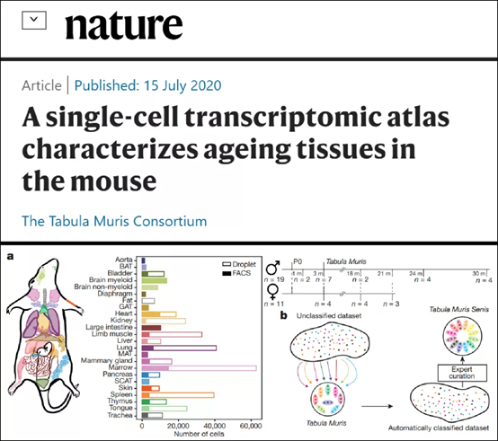 Tabula Muris：小鼠单细胞开源数据库 - 知乎