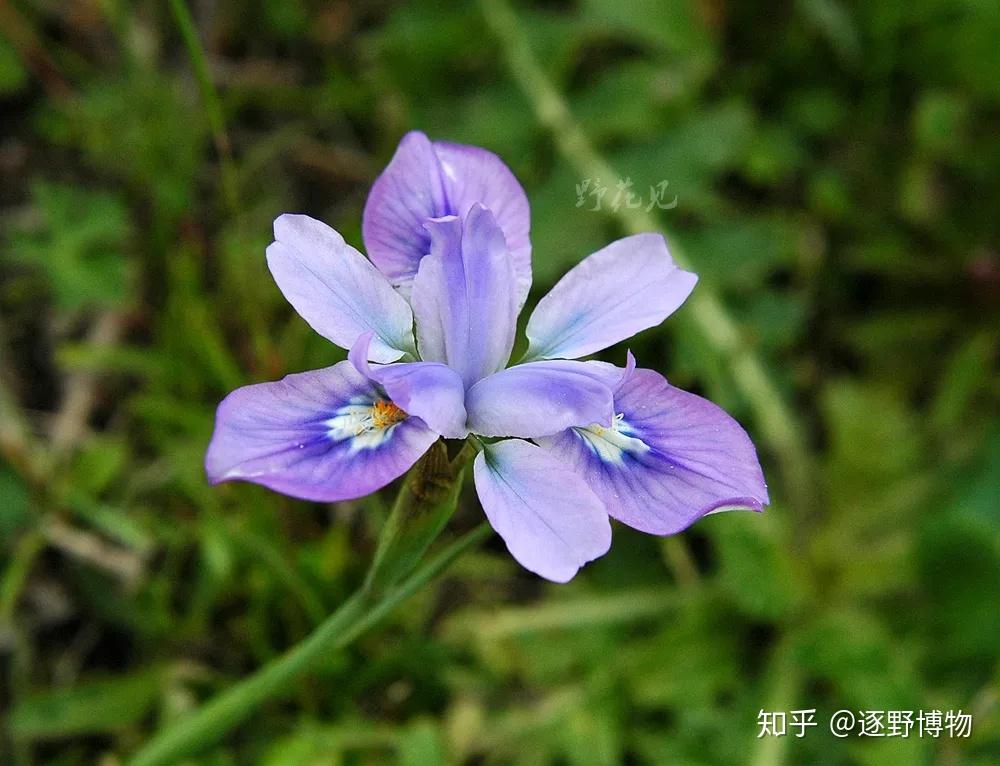 高山上的彩虹女神——鸢尾属Iris - 知乎