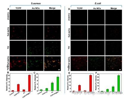 《CEJ》：阳离子卟啉基纳米颗粒可以有效灭活细菌并促进伤口愈合 - 知乎