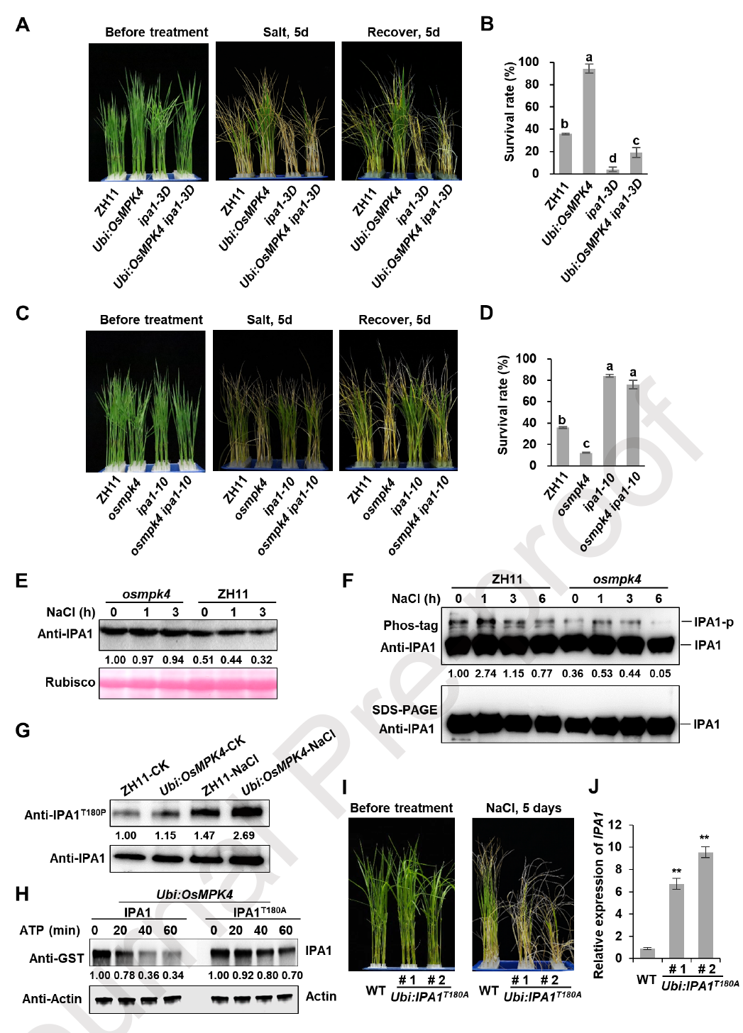 转录因子IPA1，次次都能发顶刊是怎么做到的？ - 知乎
