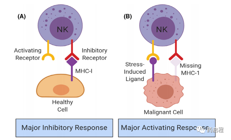 NK细胞生物学特性 - 知乎