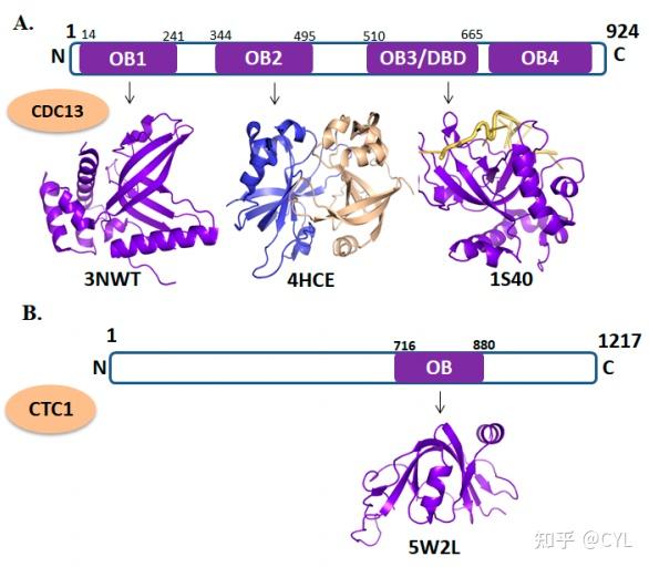 【文献翻译】端粒维持核蛋白Cst/Shelterin复合体的结构特征及其与疾病突变的关系 - 知乎