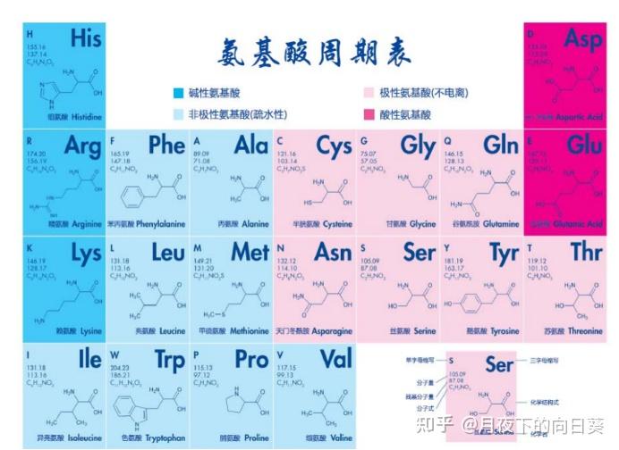 美容多肽 - 乙酰基六肽-8、乙酰基八肽-3、肌肽、谷胱甘肽、三肽-1 铜、棕榈酰三肽－5、乙酰基四肽-5 - 知乎