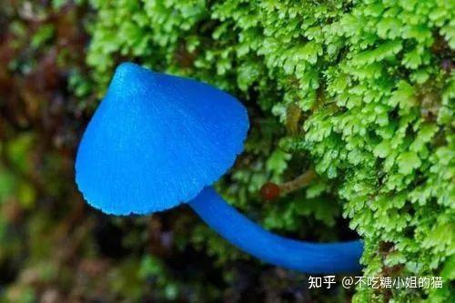 100种千奇百怪的菌类植物，森林中最隆重的色彩！ - 知乎