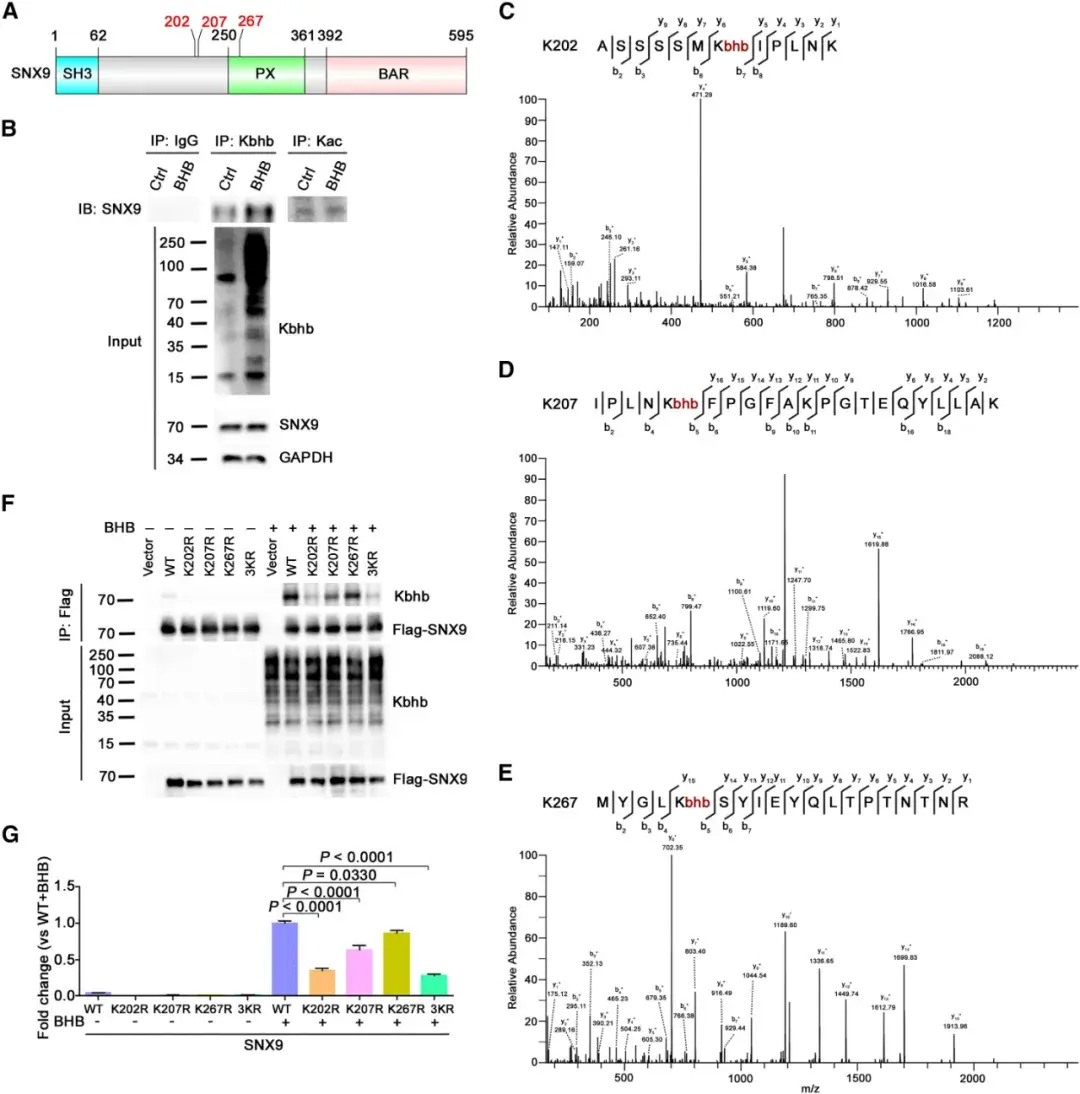 Mol Cell | 四川大学贾大团队：β-羟基丁酰化修饰调控线粒体功能机制 - 知乎